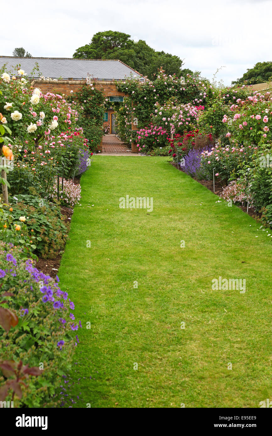 David Austin rose garden Albrighton Shropshire England UK Stock Photo ...