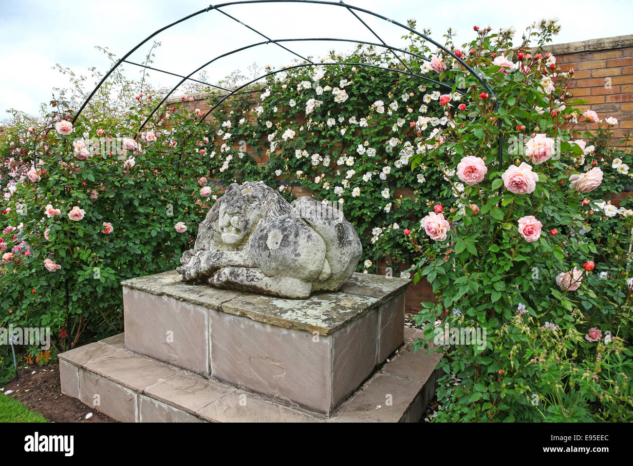 David Austin rose garden Albrighton Shropshire England UK Stock Photo ...
