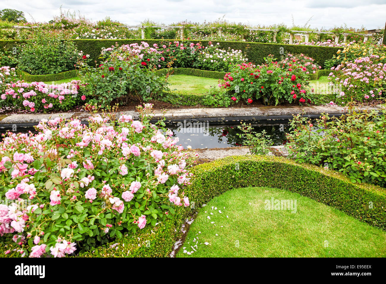 David Austin rose garden Albrighton Shropshire England UK Stock Photo ...
