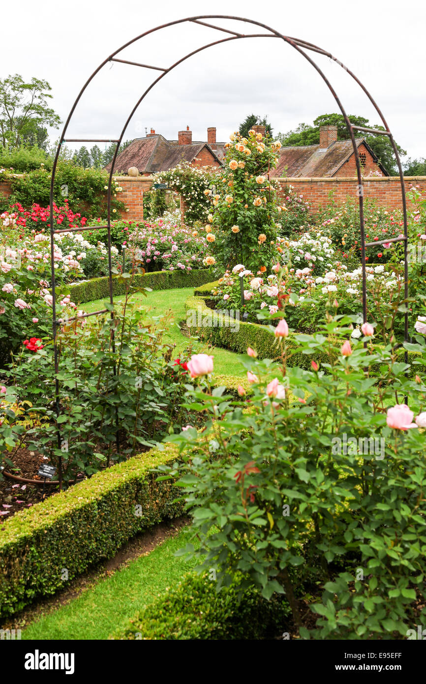 David Austin rose garden Albrighton Shropshire England UK Stock Photo ...