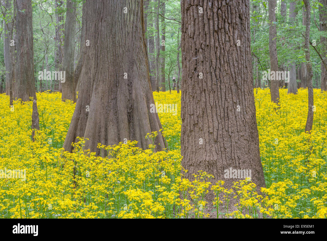 Bald Cypress and Water Tupelo trees among blooming Butterweed ...