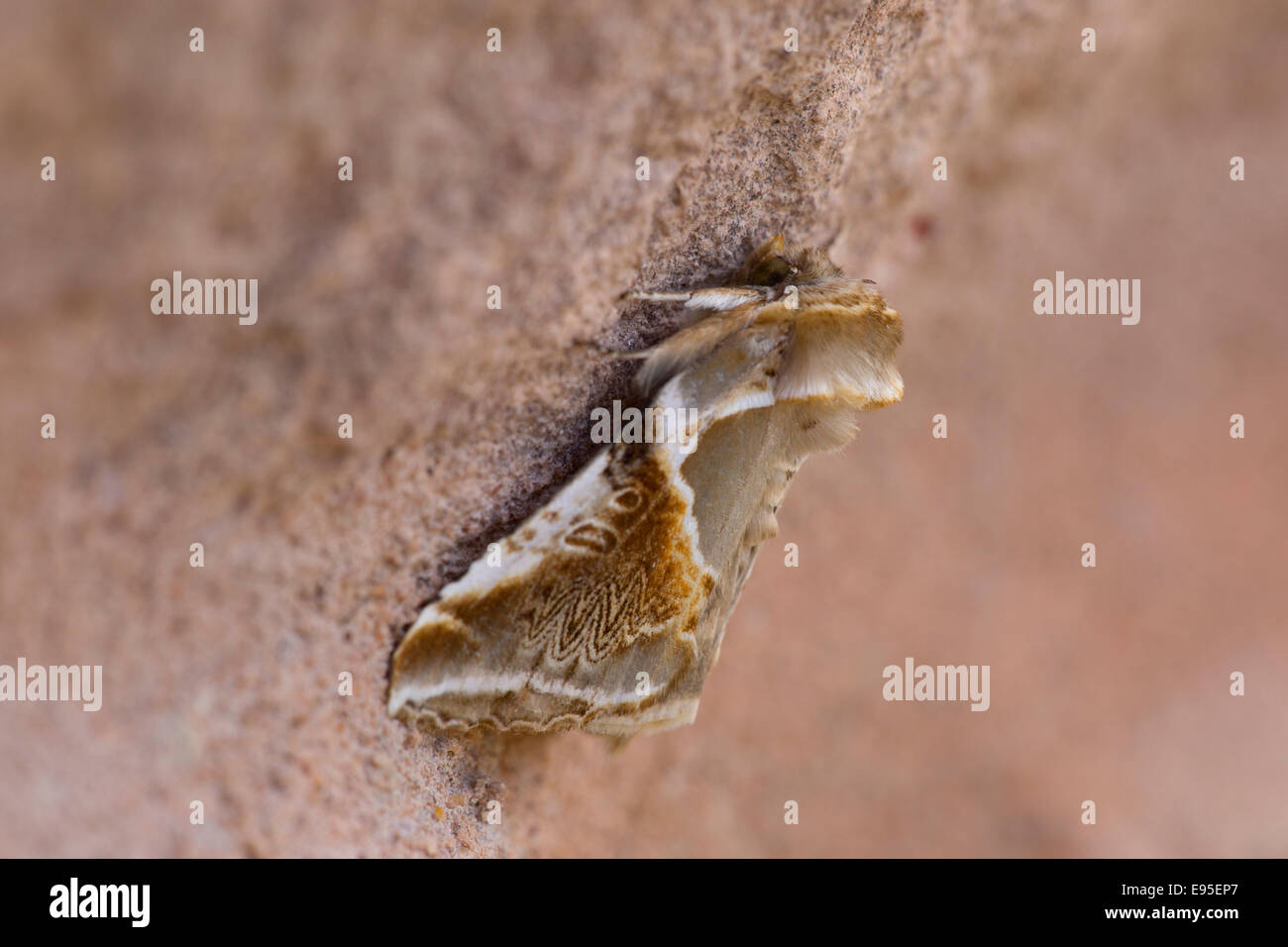 Buff Arches Moth Habrosyne pyritoides adult moth at rest on a stone ...