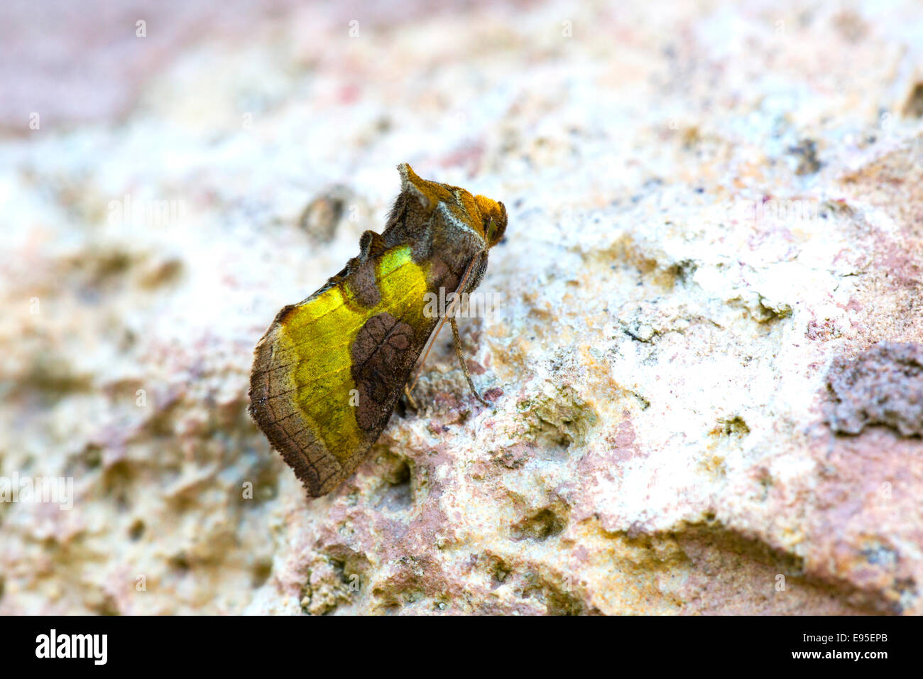 Burnished Brass Moth Diachrysia chrysitis adult moth at rest on a stone ...