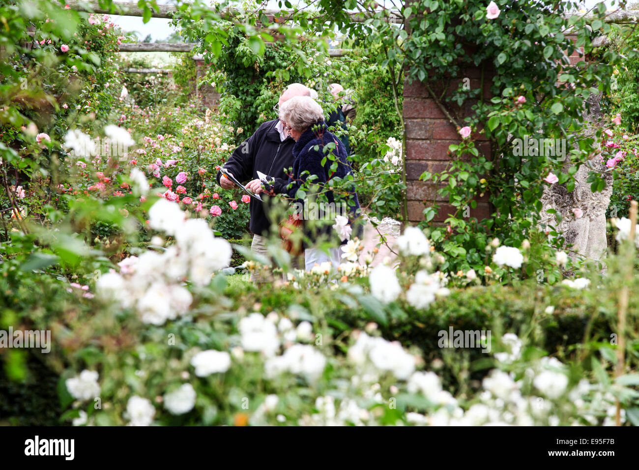 David austin rose hi-res stock photography and images - Alamy