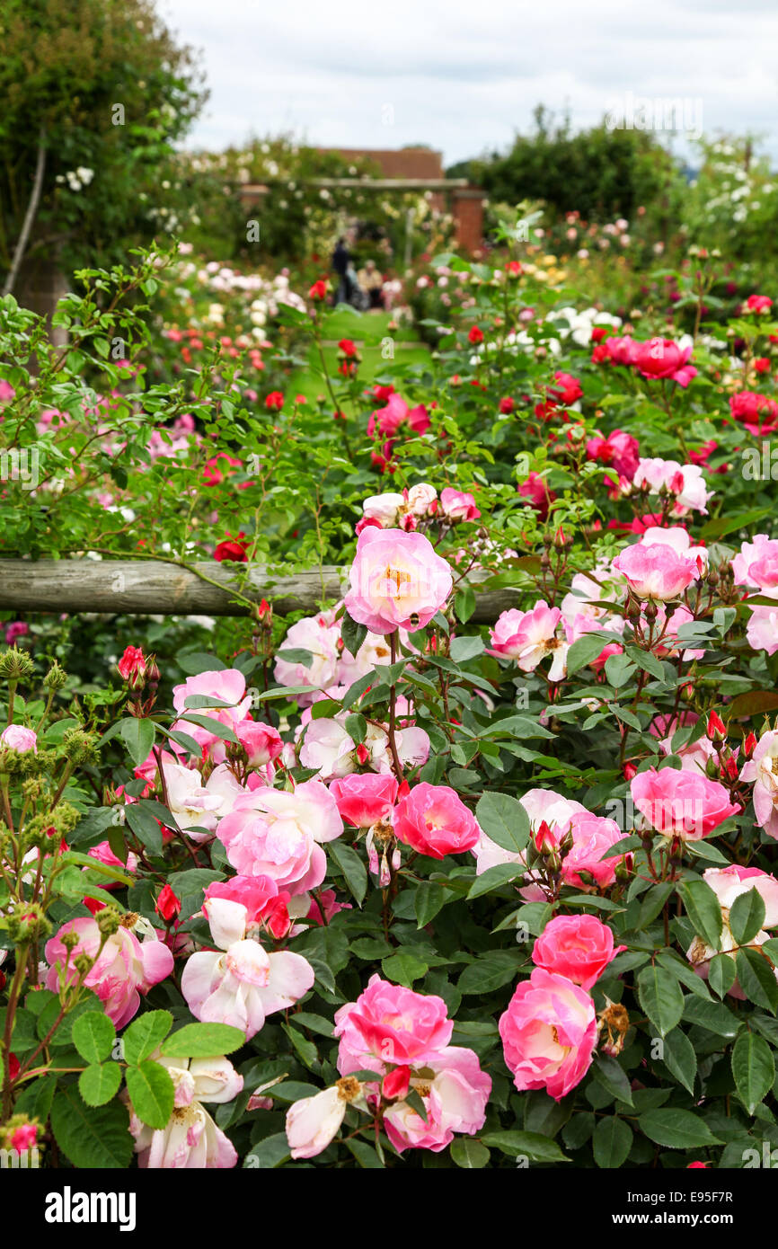 David Austin rose garden Albrighton Shropshire England UK Stock Photo ...