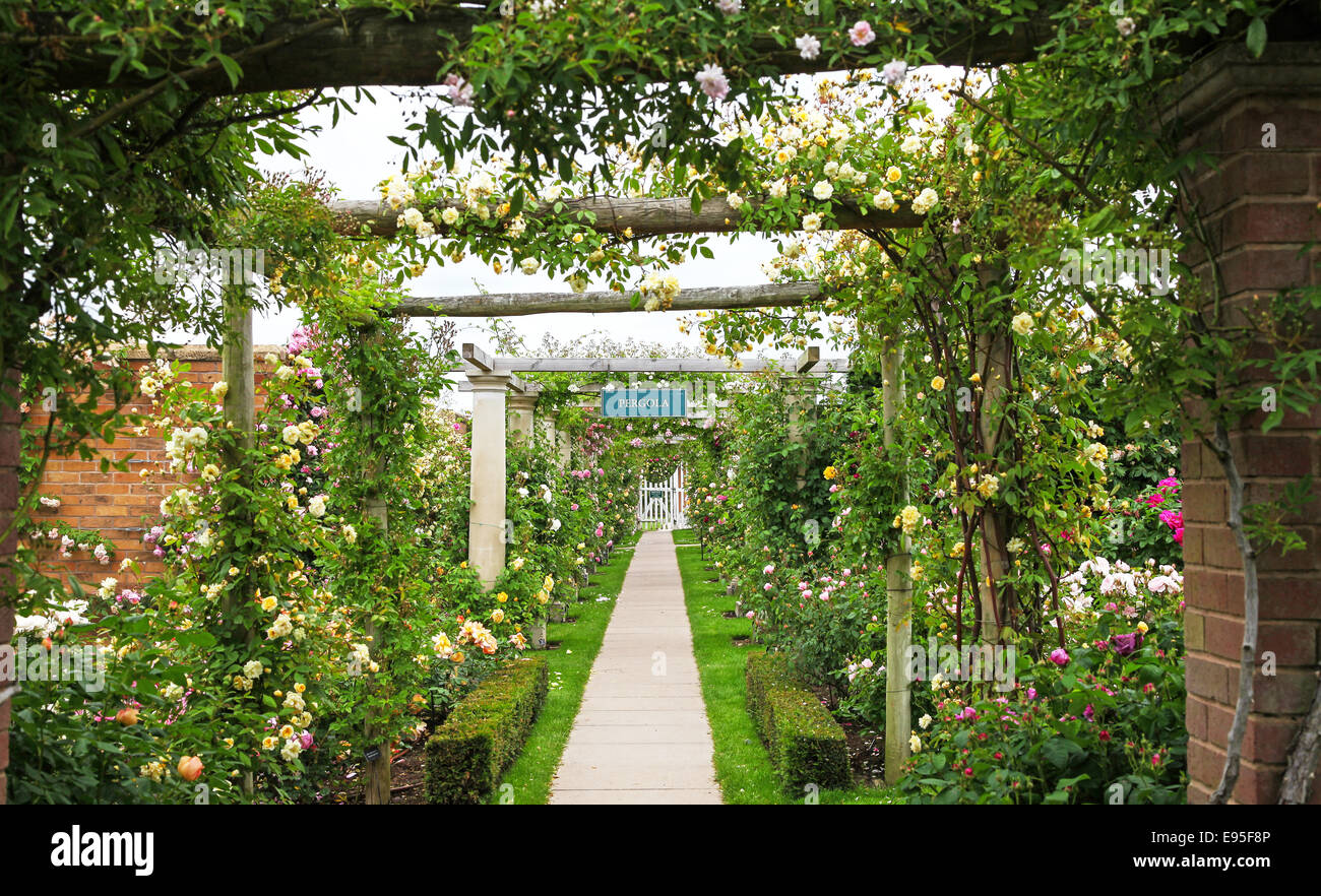 David Austin rose garden Albrighton Shropshire England UK Stock Photo ...