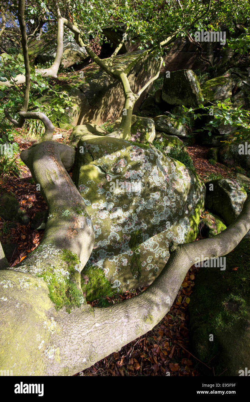 Low spreading branch of a mature Beech tree at Cratcliffe Tor in the ...