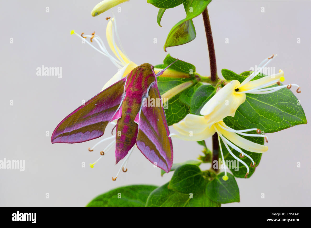 Moth adult elephant hawk moth hi-res stock photography and images - Alamy