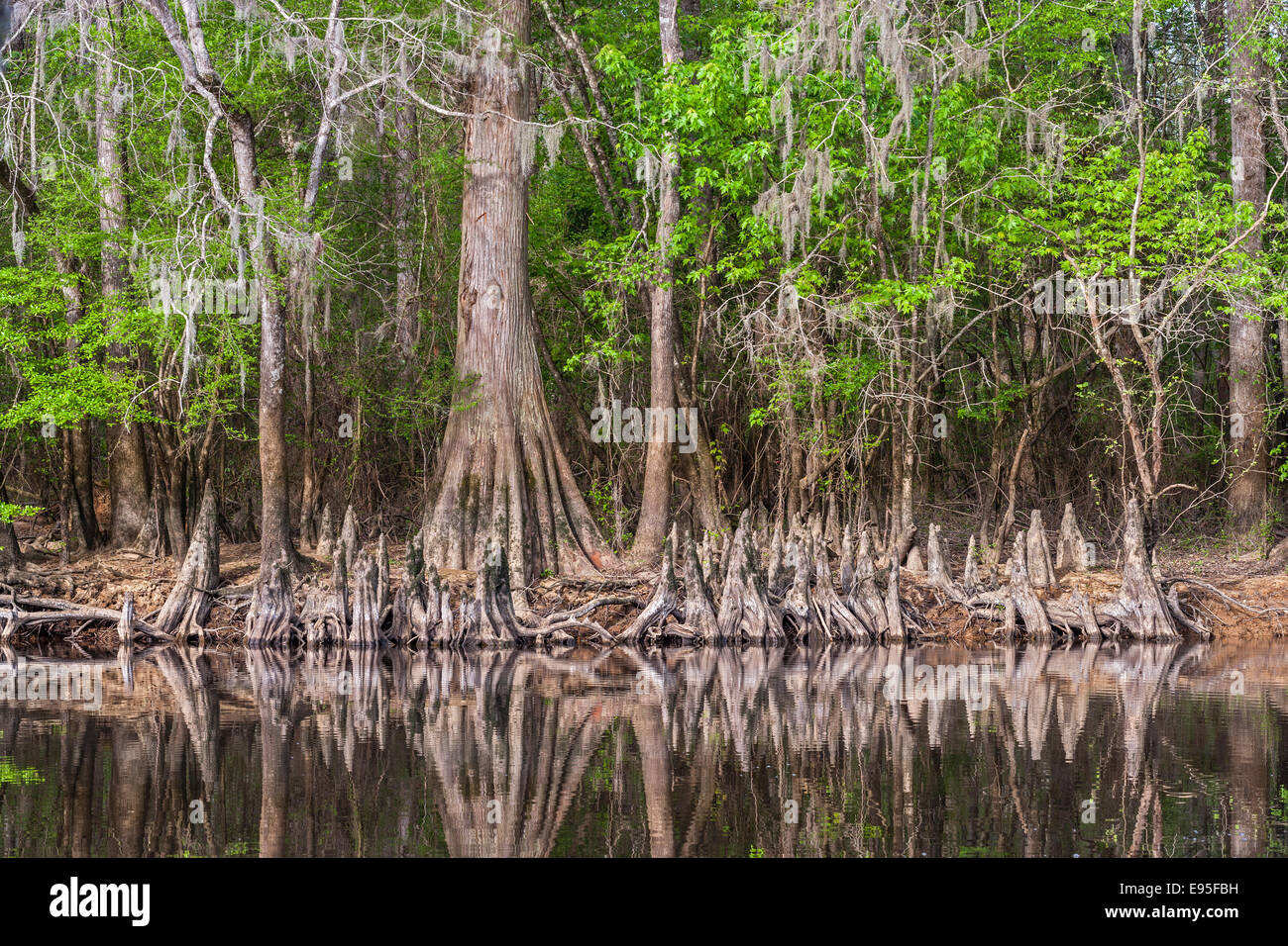 Bald Cypress (Taxodium distichum) and knees reflecting in Bates Old ...