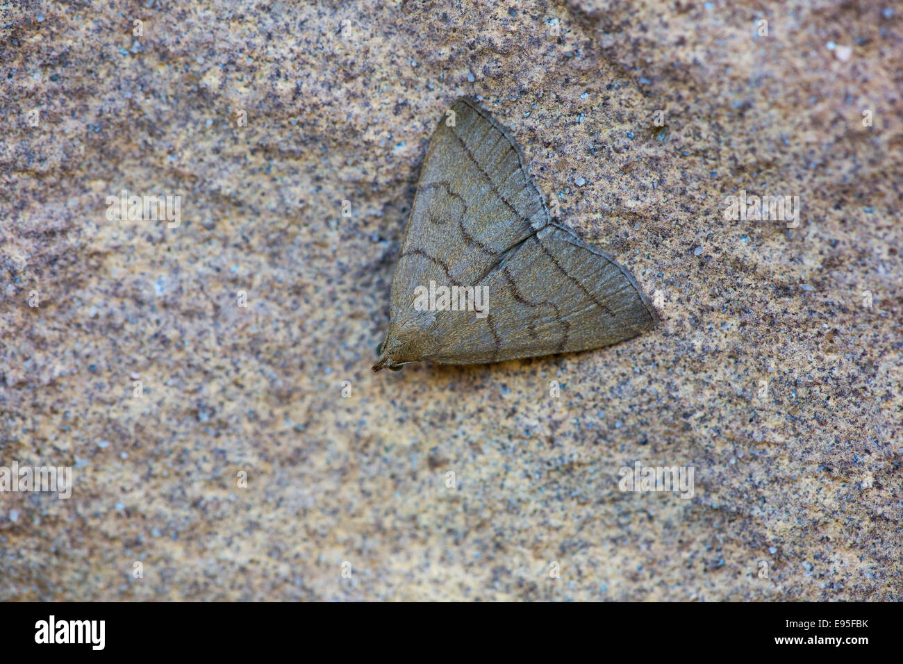 Fan-foot Moth Zanclognatha tarispennalis adult moth at rest on a stone ...
