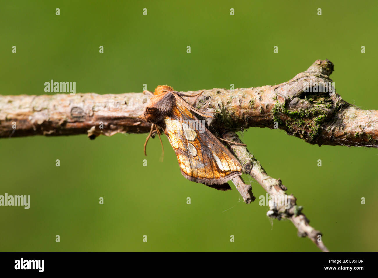 Gold-spot Moth Plusia festucae adult moth at rest on a dead branch ...