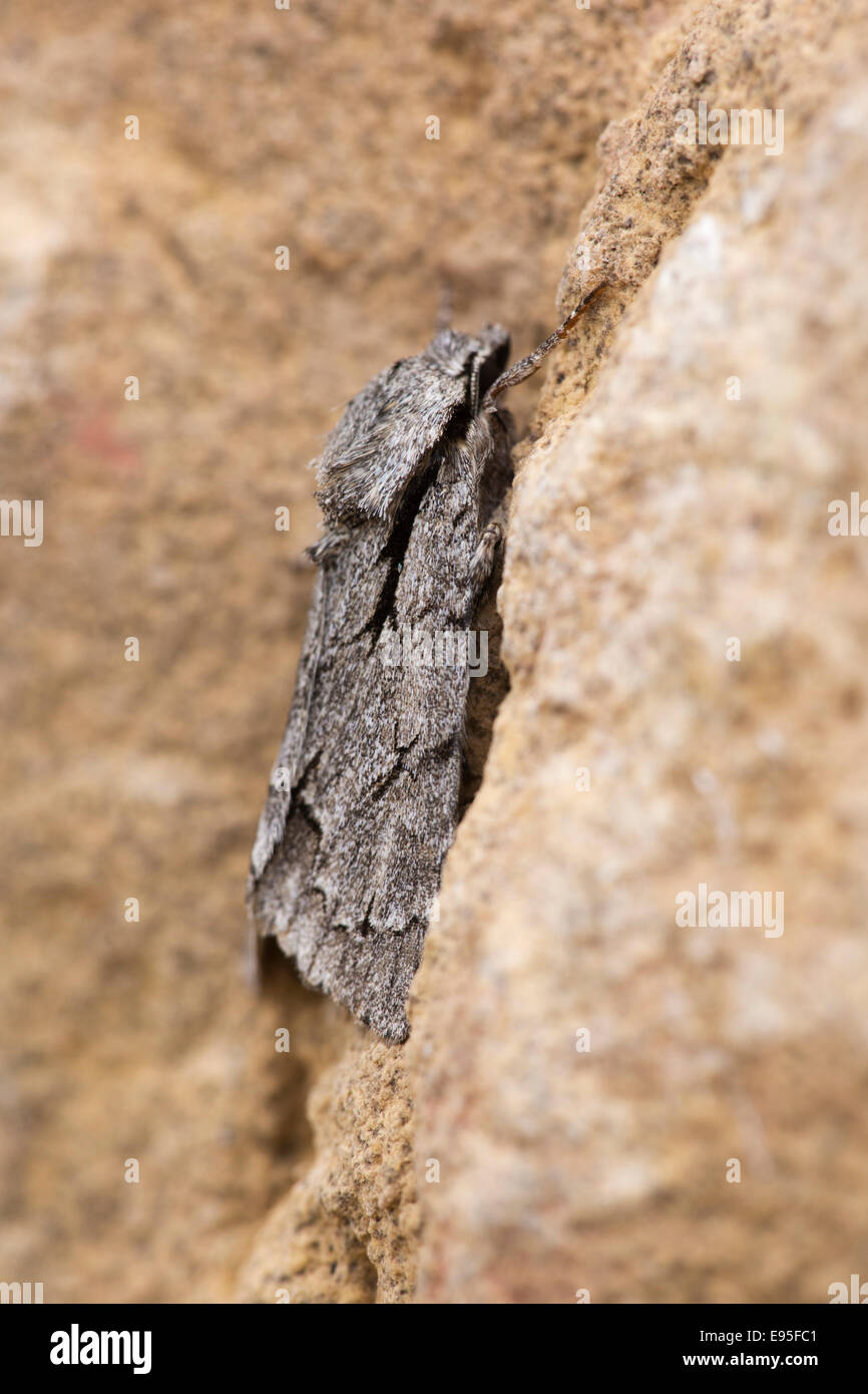 Grey Dagger Moth Acronicta psi adult moth at rest on a stone wall Stock ...