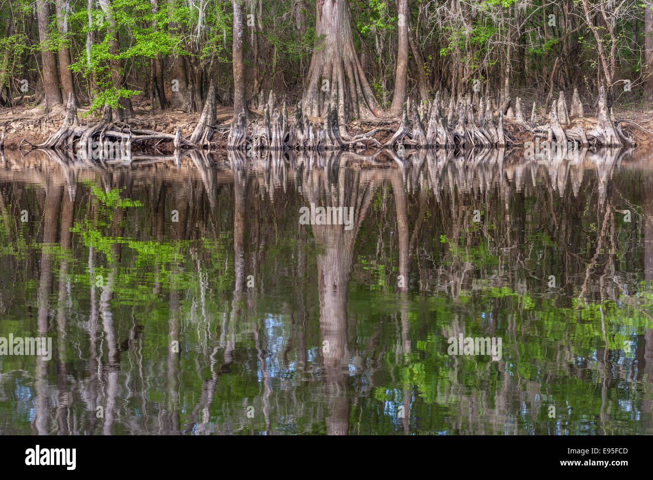 Cypress knees congaree national park hi-res stock photography and ...