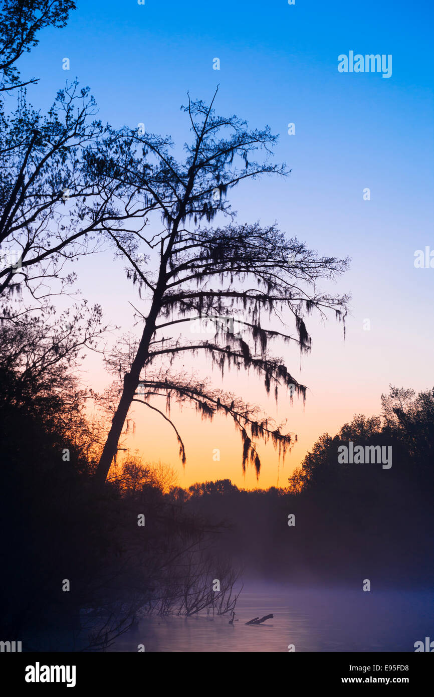 Bald Cypress with Spanish Moss, predawn glow, leaning over Bates Old ...