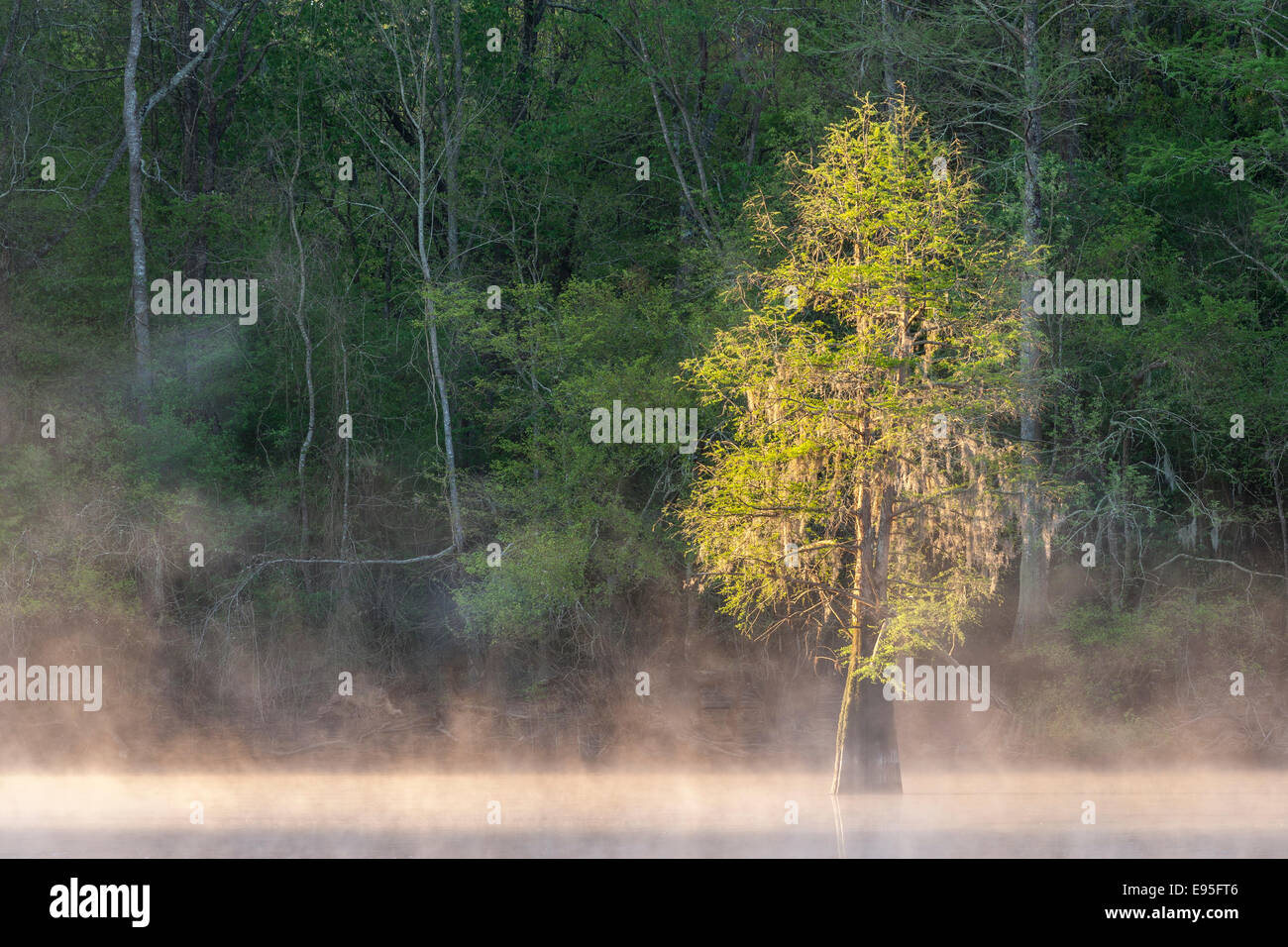 Bald cypress trees draped spanish hi-res stock photography and images ...