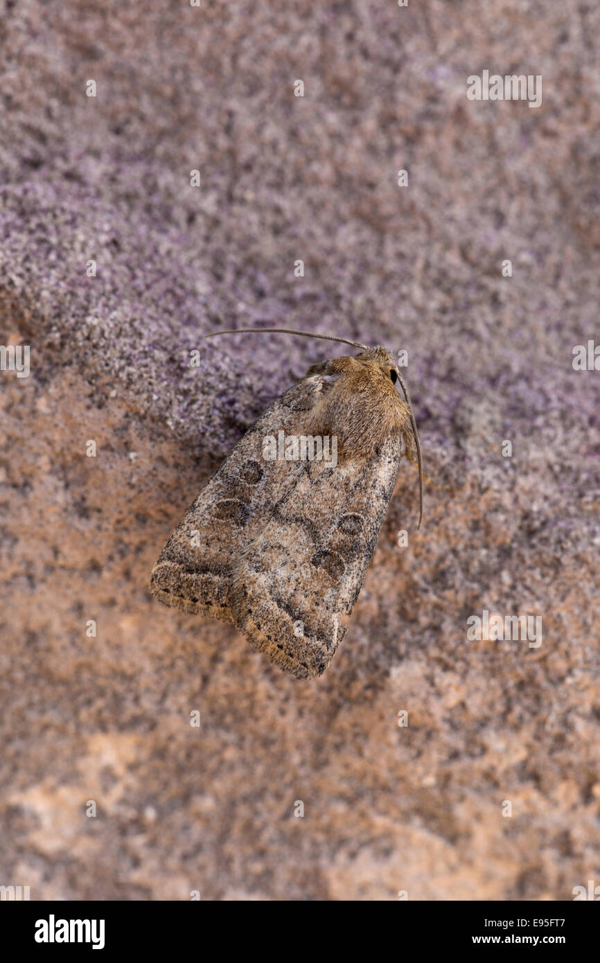 Rustic Moth Hoplodrina blanda adult moth at rest on stone wall Stock ...