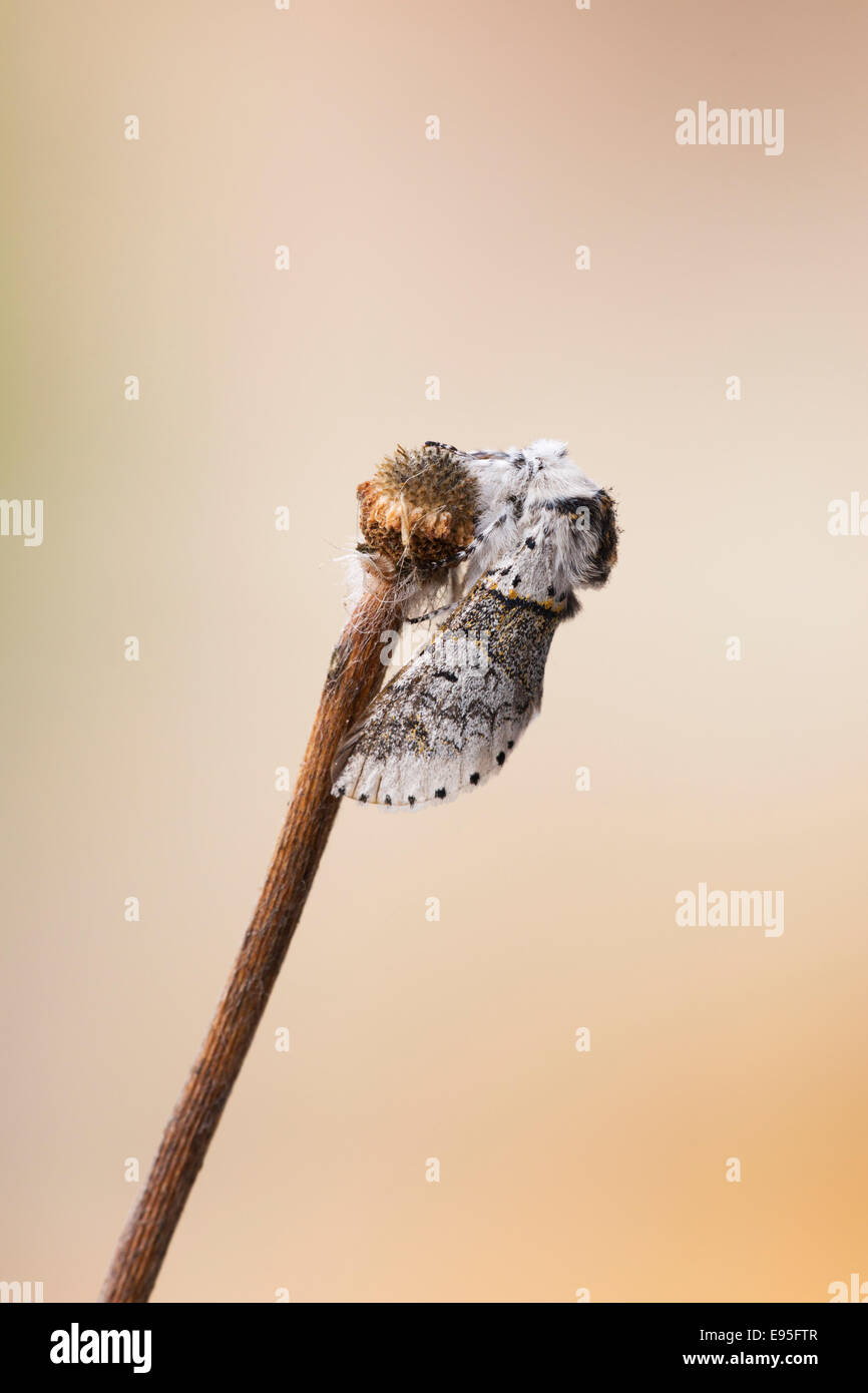 Seed moth hi-res stock photography and images - Alamy