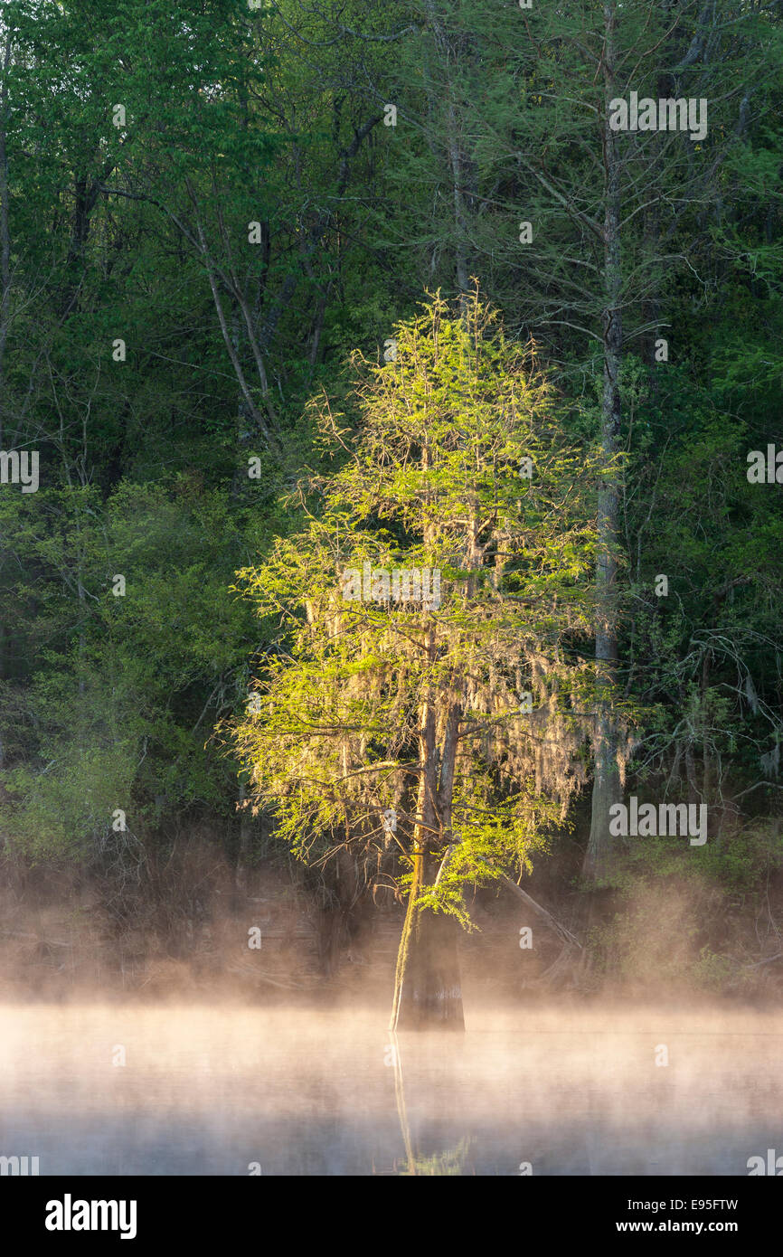 Bald cypress trees draped spanish hi-res stock photography and images ...