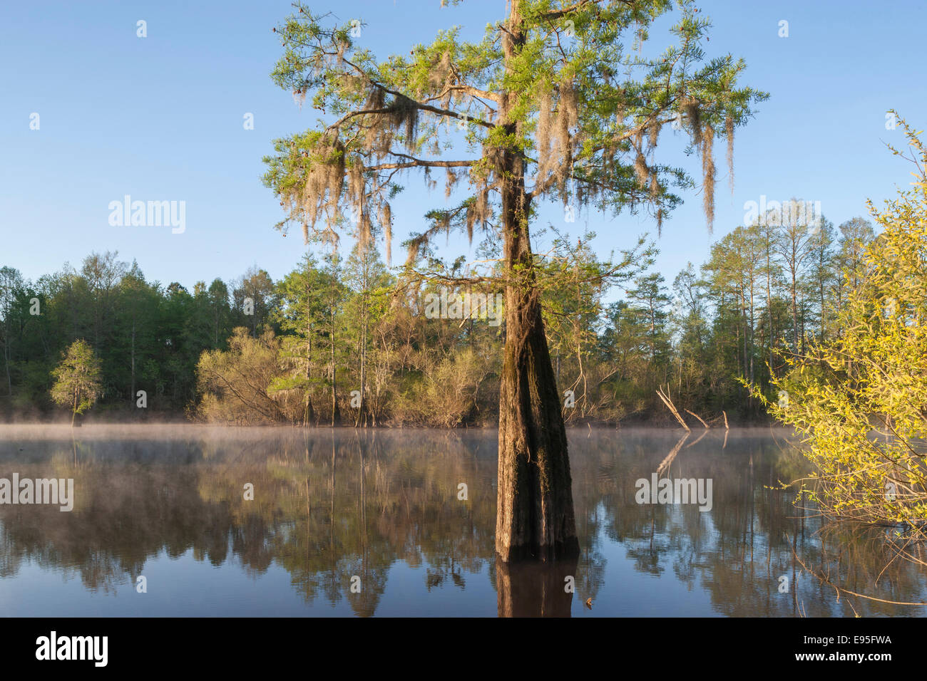 Tillandsia usneoides on bald cypress hi-res stock photography and ...