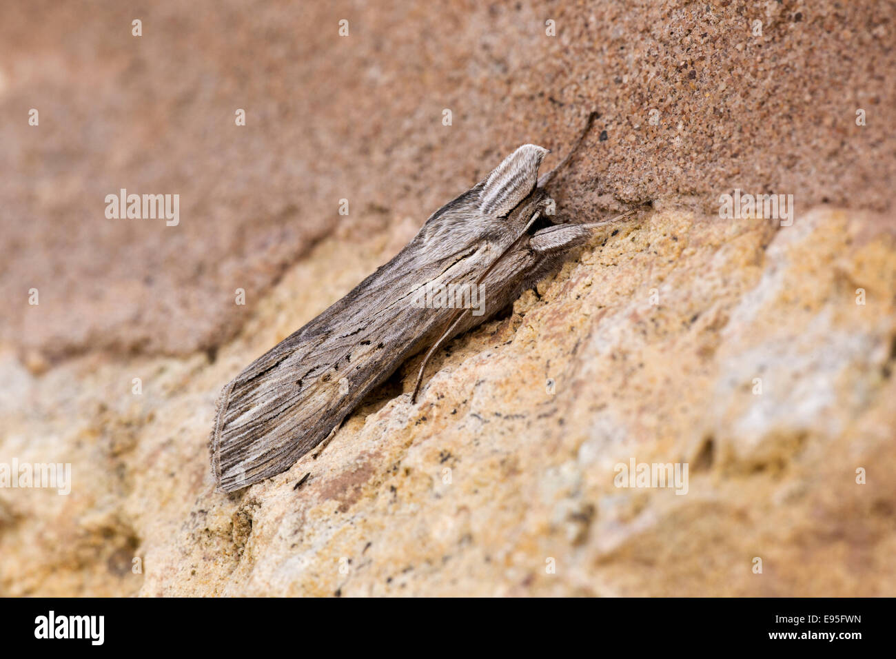 Shark Moth Cucullia umbractica adult moth at rest on a stone wall Stock ...