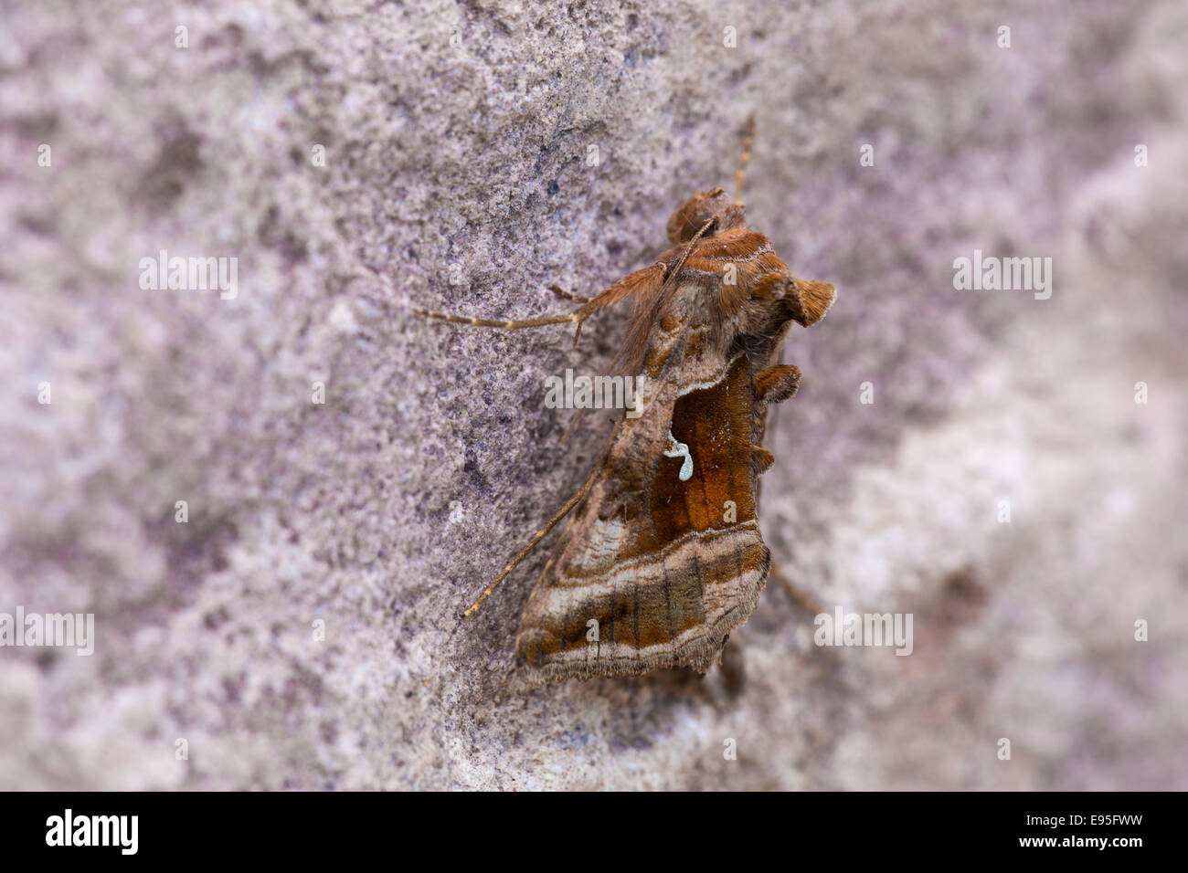 Goldeny hi-res stock photography and images - Alamy
