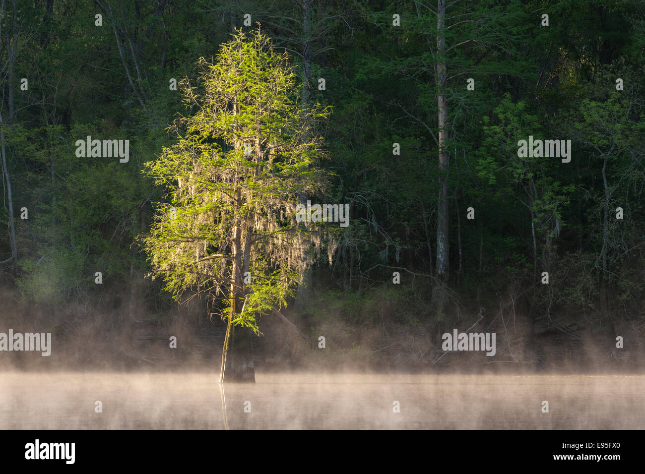 Bald cypress trees draped spanish hi-res stock photography and images ...