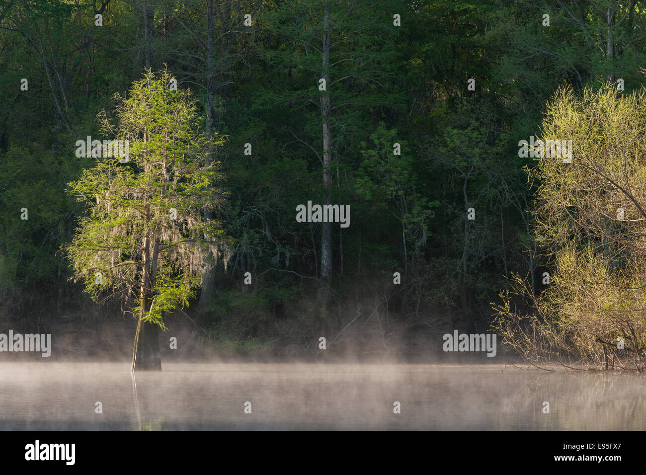 Bald Cypress draped with Spanish Moss on foggy morning. Bates Old River ...