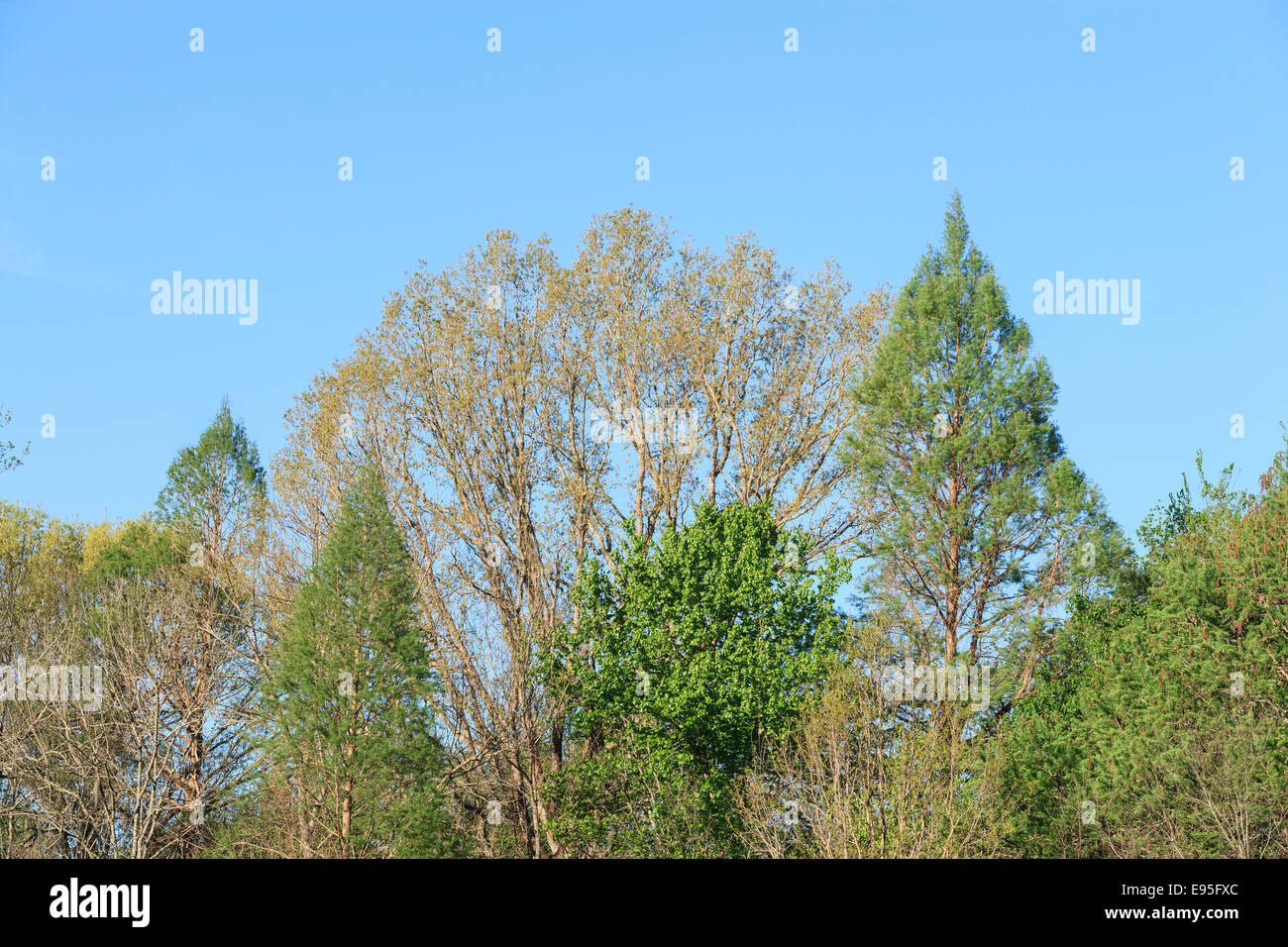 Bald cypress other tree crown hi-res stock photography and images - Alamy