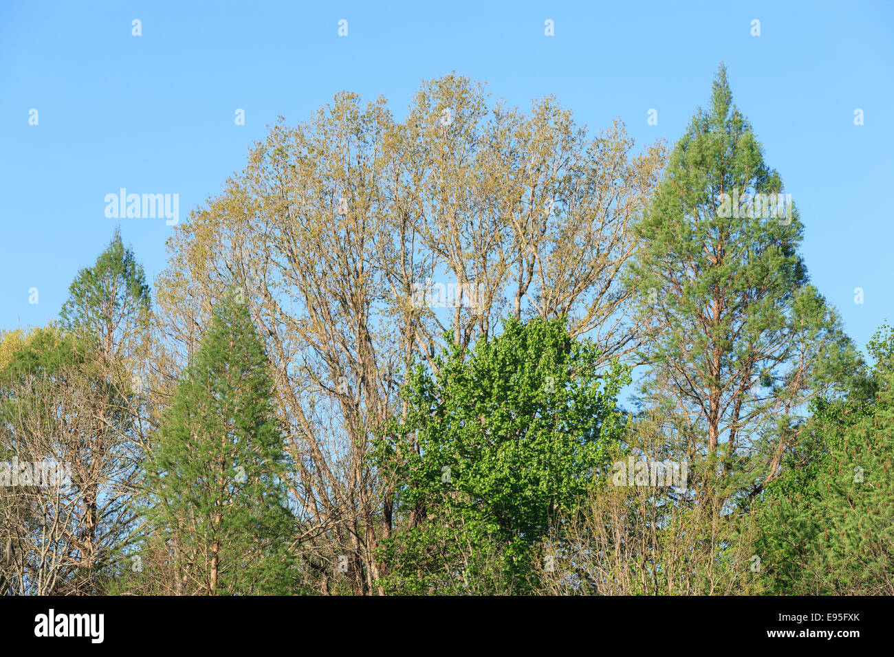 Bald cypress other tree crown hi-res stock photography and images - Alamy