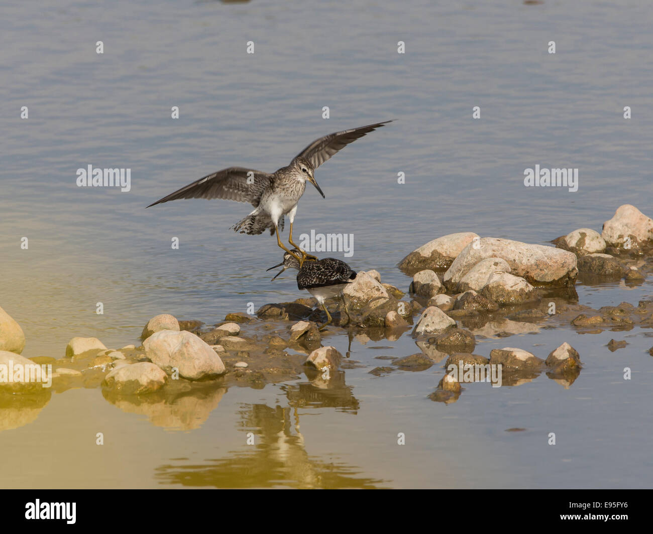 Wood sandpipers tringa hi-res stock photography and images - Alamy
