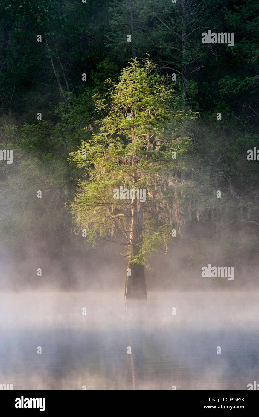 Bald cypress trees draped spanish hi-res stock photography and images ...
