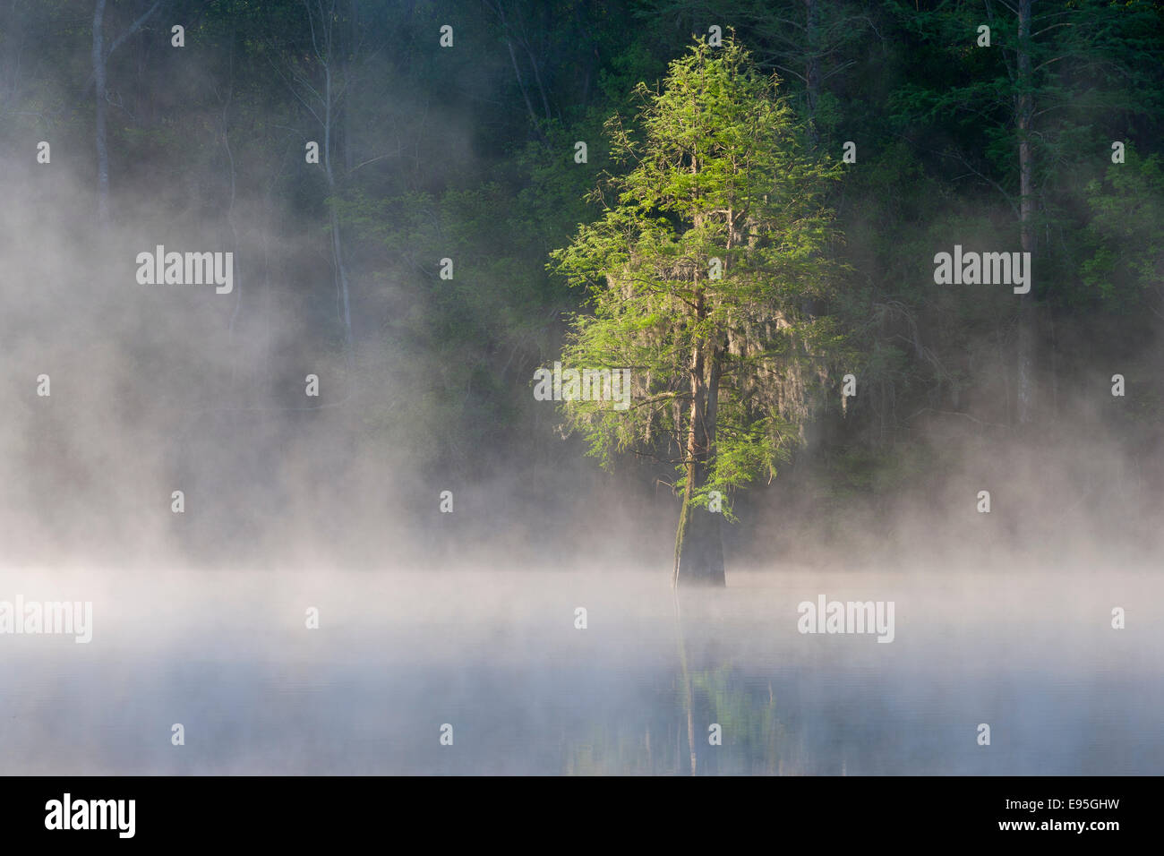 Bald cypress trees draped spanish hi-res stock photography and images ...