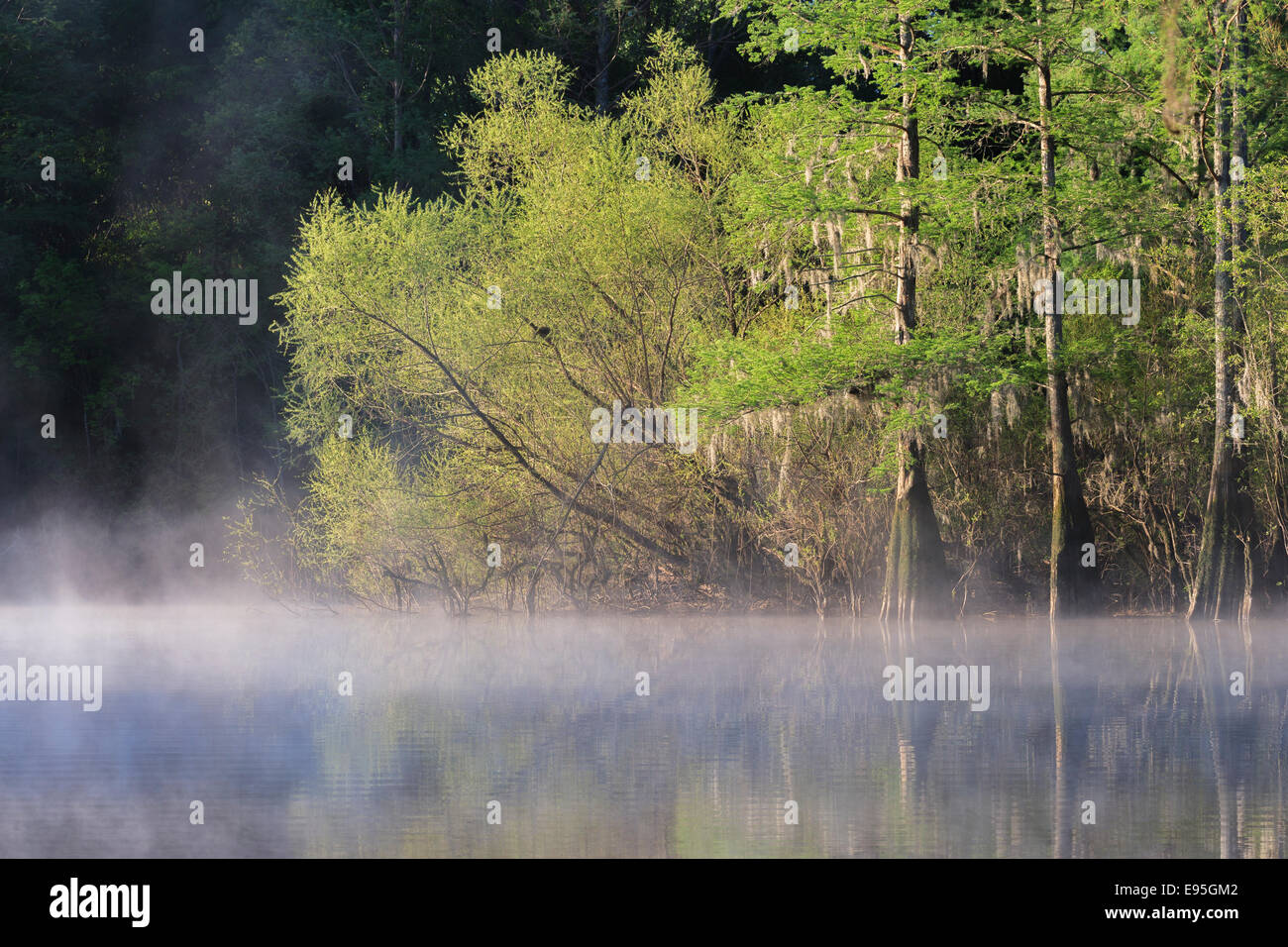 Bald Cypress and willows on a foggy morning. Bates Old River, Congaree ...