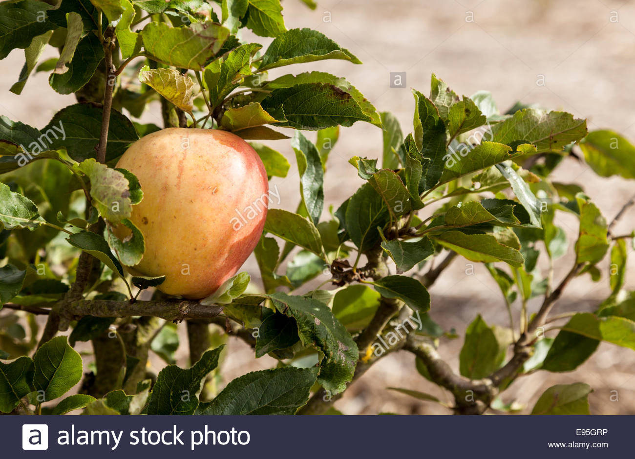 Pippin Apple Tree High Resolution Stock Photography and Images - Alamy