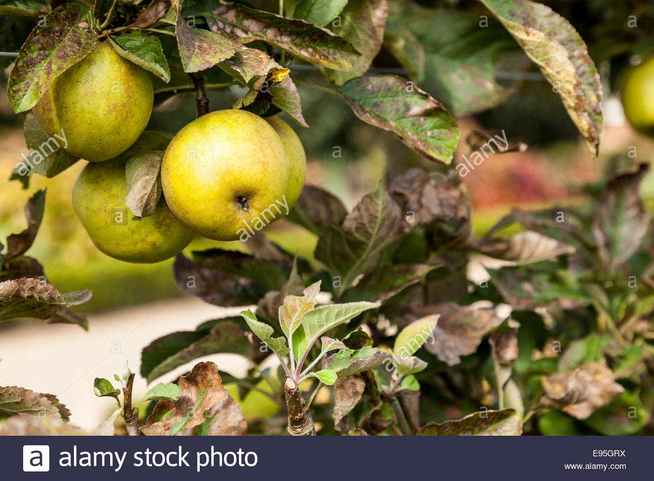 Pippin Apple Tree High Resolution Stock Photography and Images - Alamy