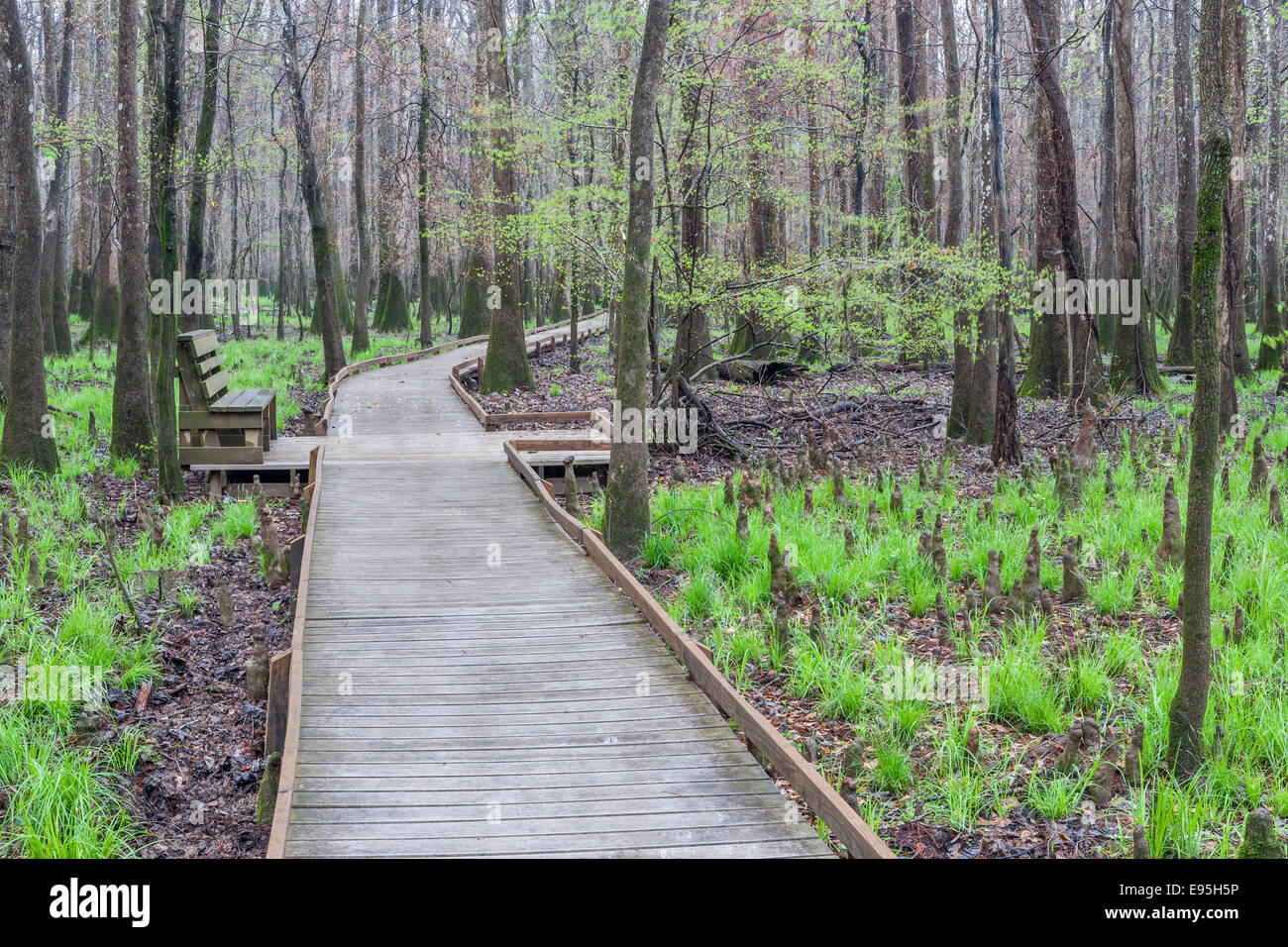 Congaree National Park boardwalk through a Water Tupelo dominated area ...