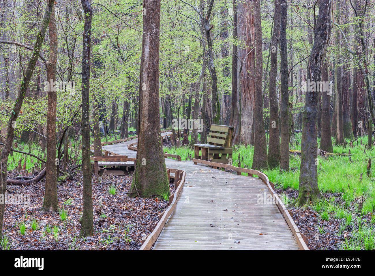 Congaree National Park boardwalk through a Water Tupelo dominated area ...