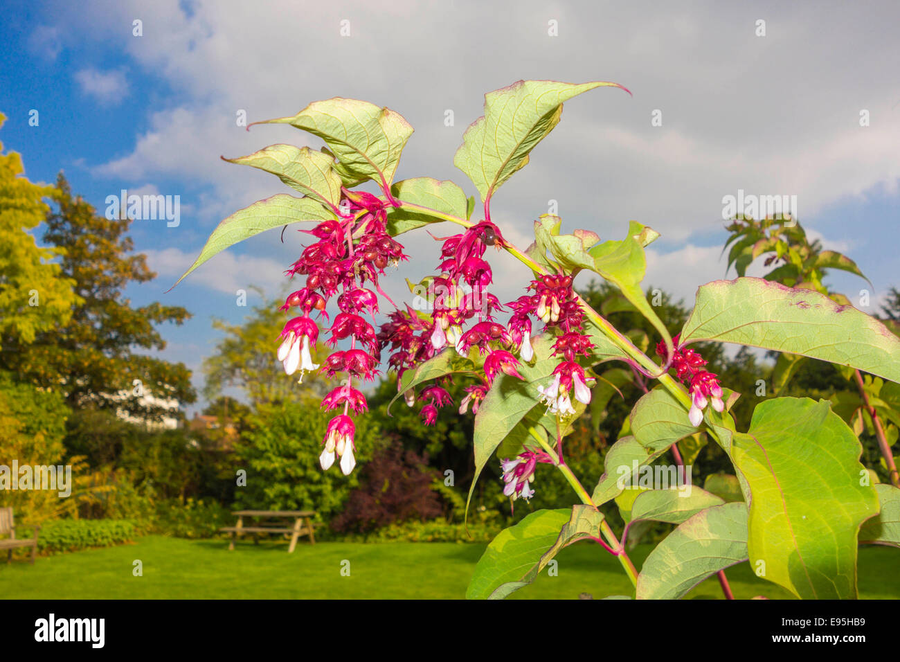 Himalayan Honeysuckle (Leycesteria formosa Stock Photo - Alamy