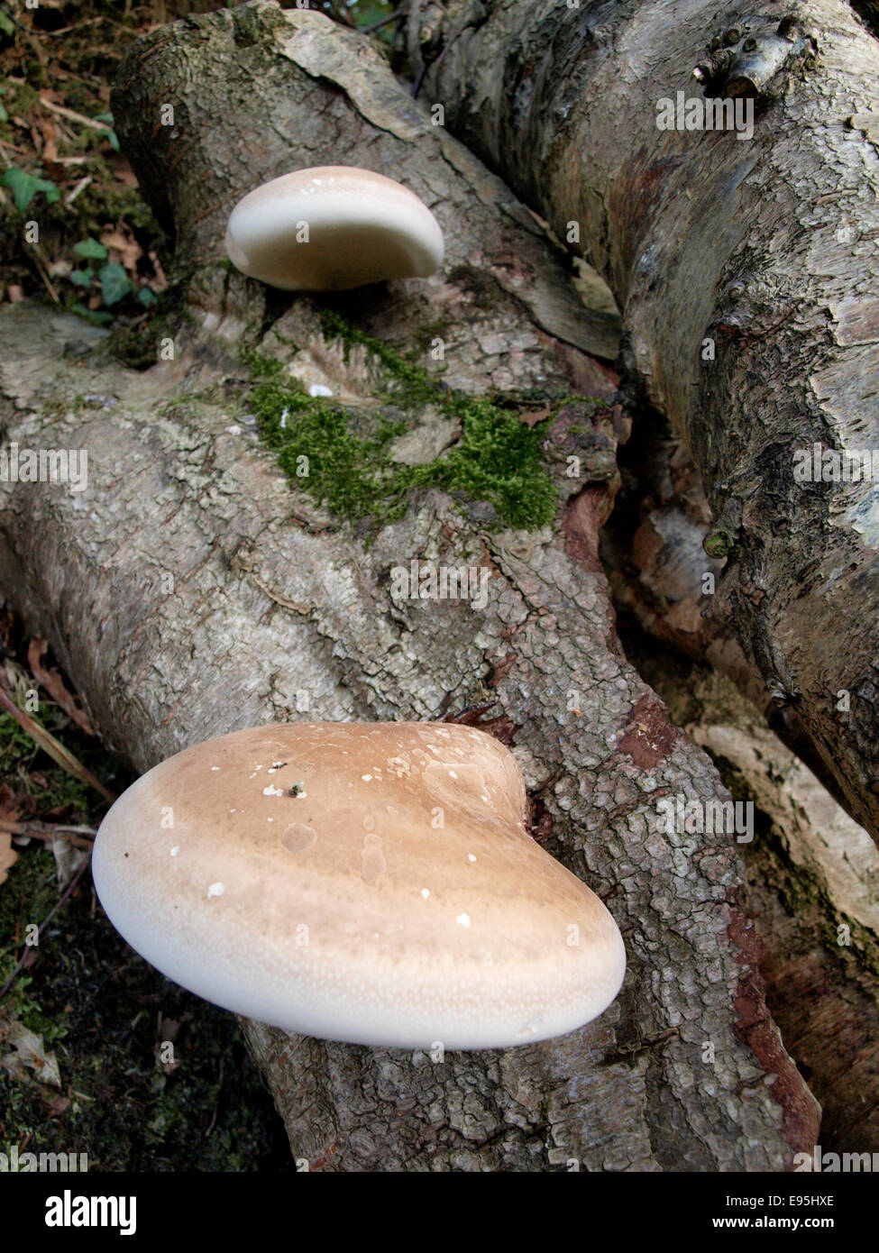 Birch Polypore, Piptoporus betulinus, Dorset, UK Stock Photo - Alamy