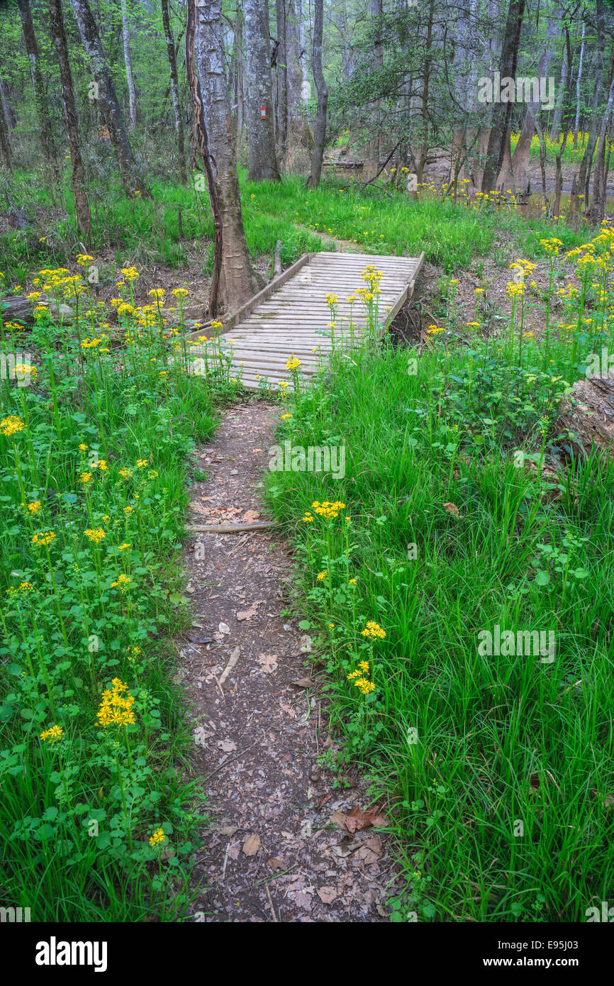 Footpath through blooming Butterweed (Packera glabella) in Congaree ...
