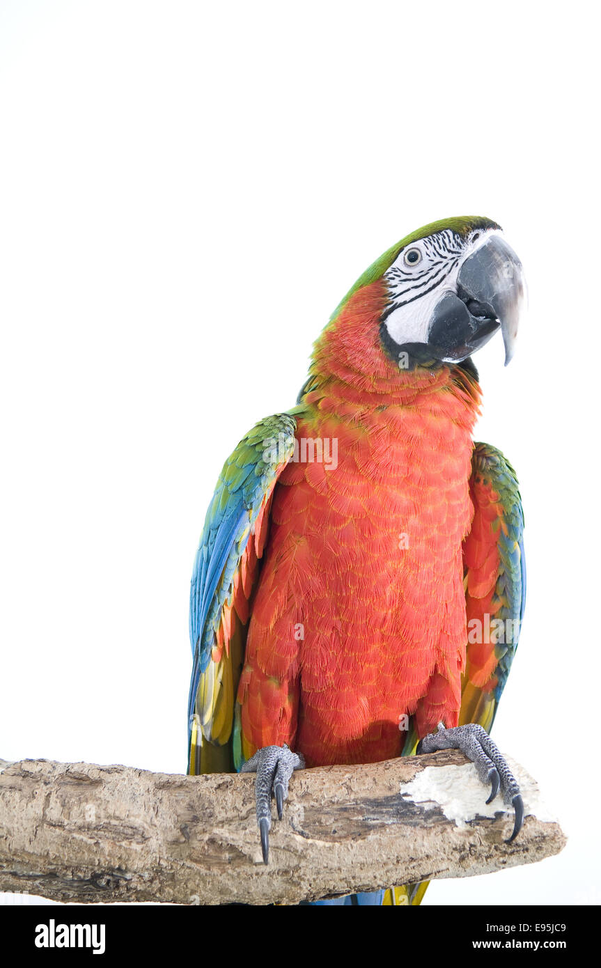 Harlequin Macaw, parrot, tropical bird Stock Photo - Alamy