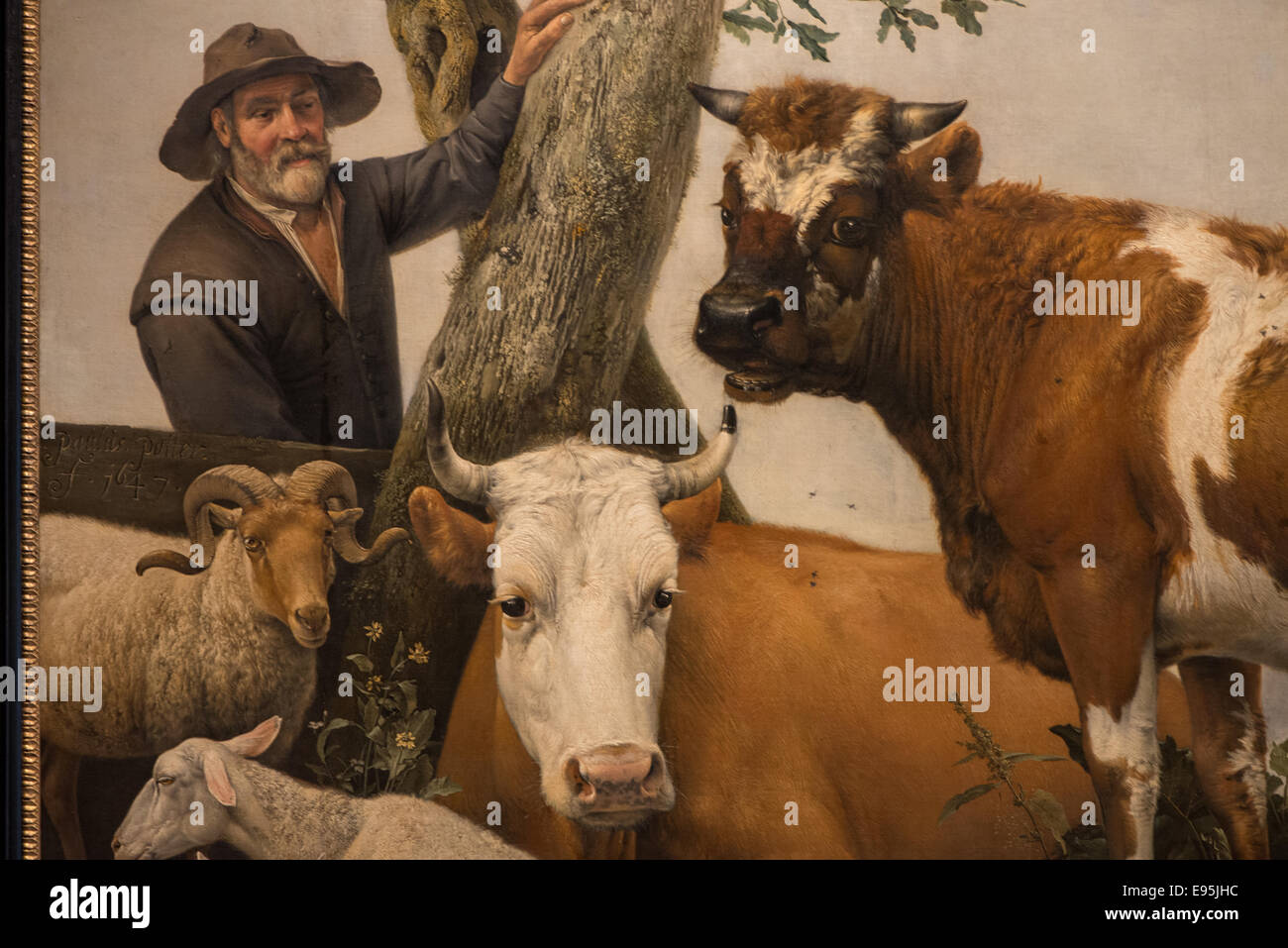 the famous painting of paulus potter the bull in mauritshuis den haag ...