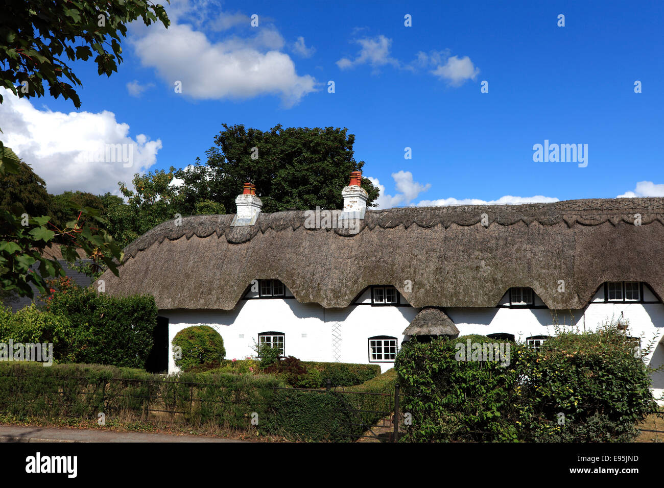 Summer English oak tree, white cottages in Lyndhurst town, New Forest ...