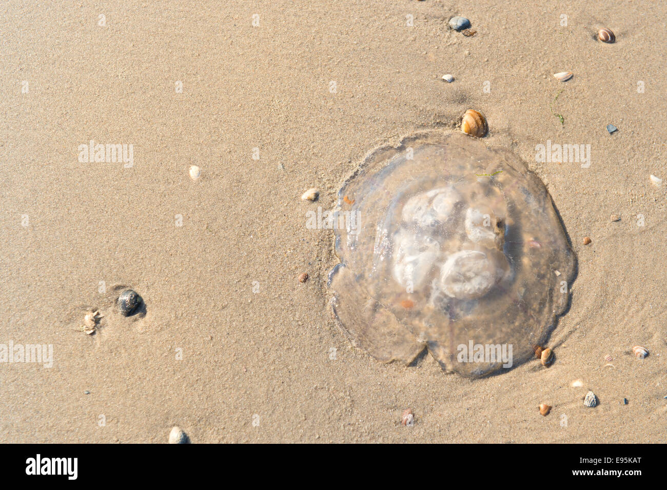 Jellyfish in sand at the beach Stock Photo - Alamy