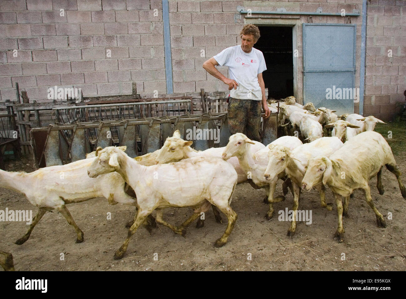 europe, italy, tuscany, crete senesi area, vergelle ranch, sheeps ...