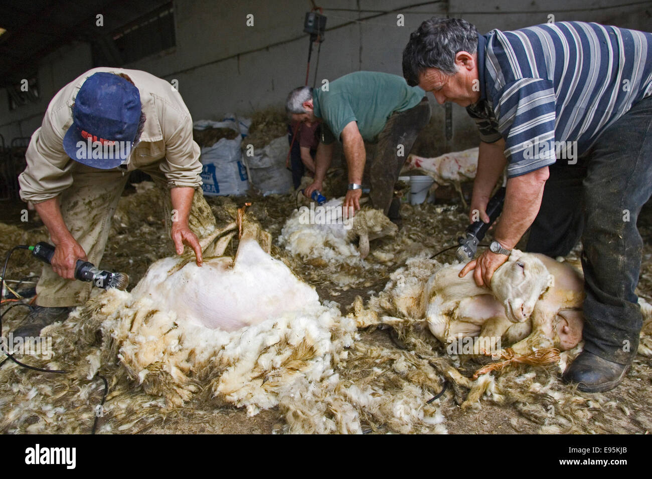 europe, italy, tuscany, crete senesi area, vergelle ranch, sheeps ...