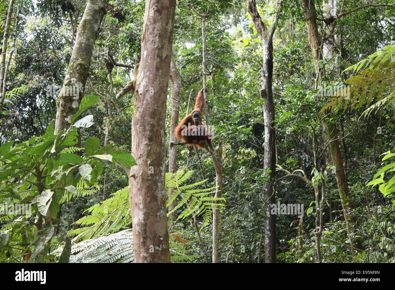 orangutan in the tree Stock Photo - Alamy
