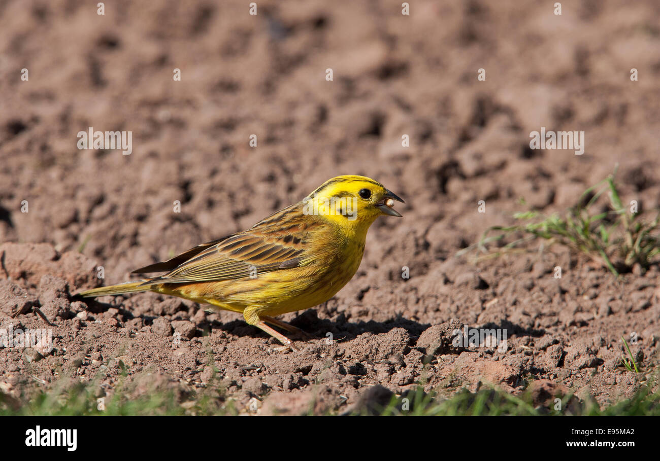 Yellowhammer Emberiza citrinella adult male on the ground Stock Photo ...