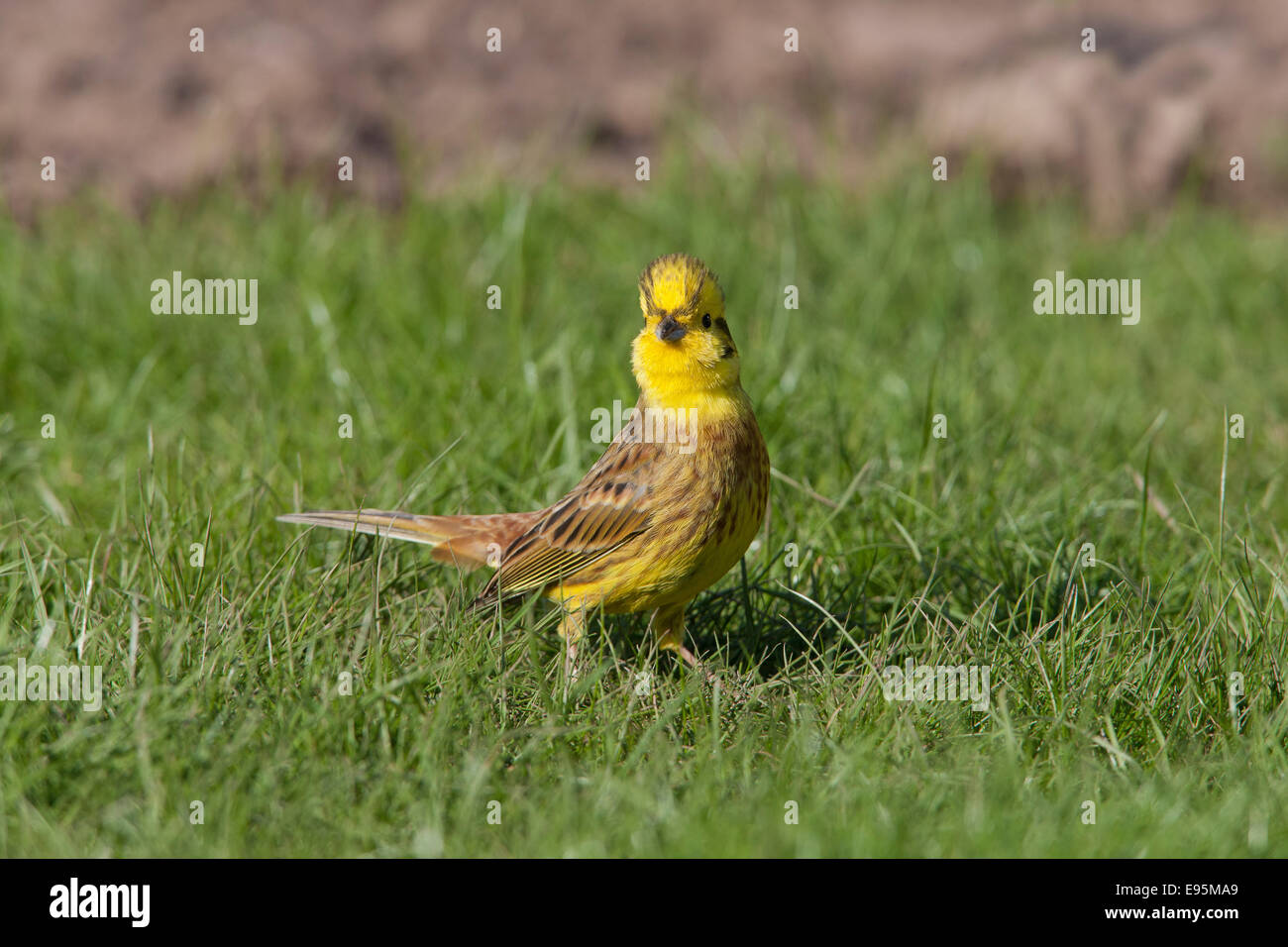 Yellowhammer Emberiza citrinella adult male on the ground Stock Photo ...