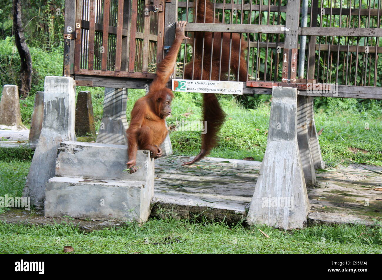 Ape reaching hi-res stock photography and images - Alamy